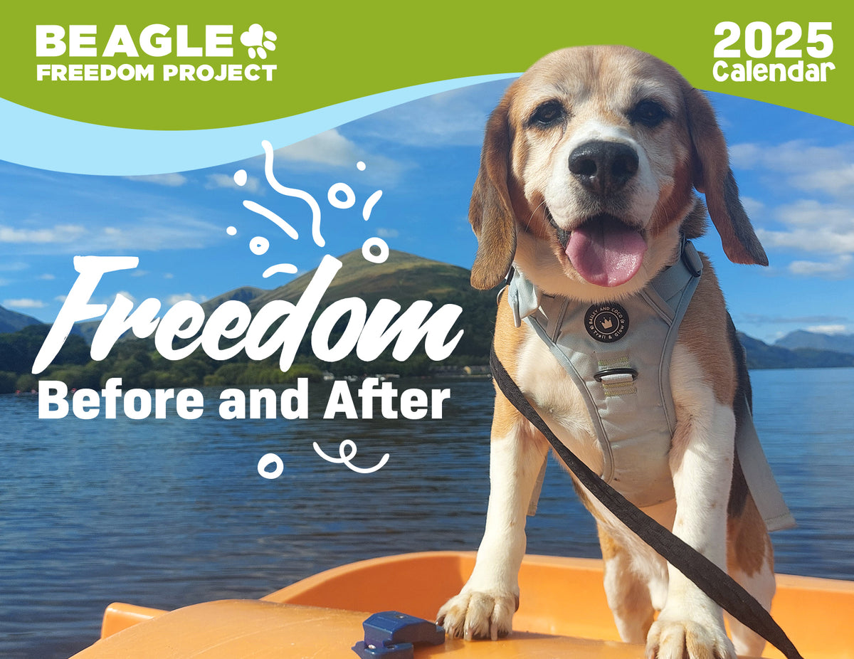 BFP's 2025 Freedom Calendar - BEFORE & AFTER – Beagle Freedom Project™