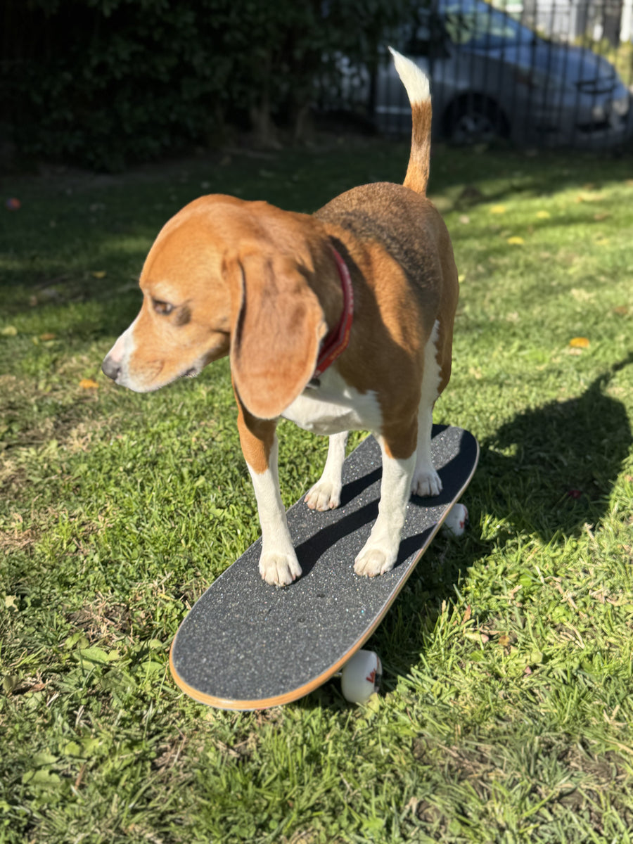 Saved & Loved Skateboard – Beagle Freedom Project™