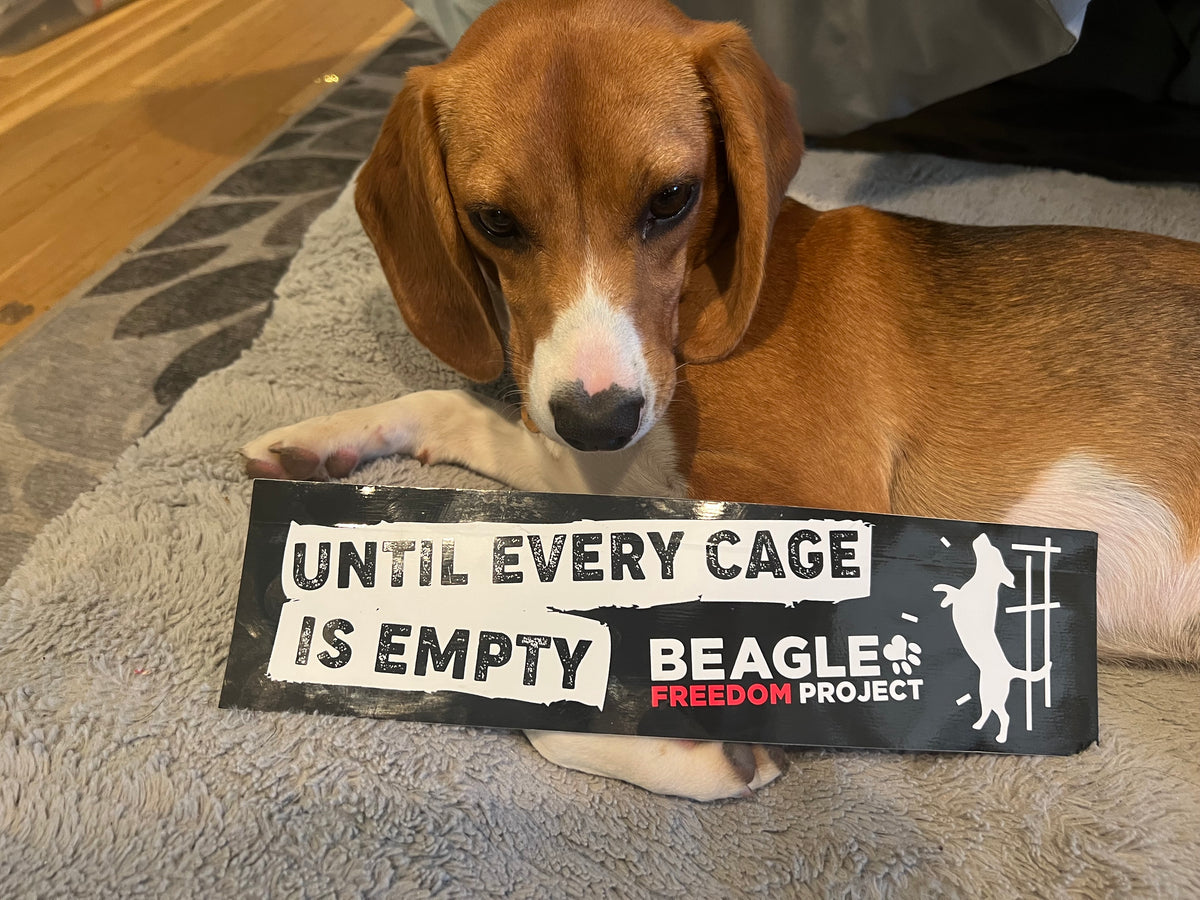 Until Every Cage Is Empty Bumper Sticker – Beagle Freedom Project™